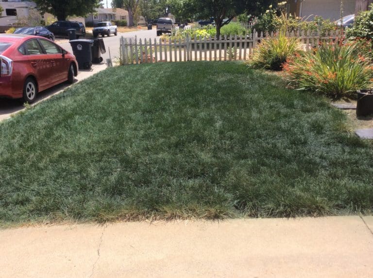 Turf Paint, Lawn Paint, and Grass Paint | Chromatech Incorporated
