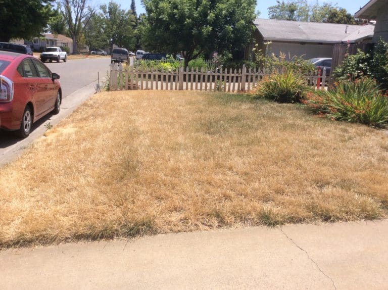 Turf Paint, Lawn Paint, and Grass Paint | Chromatech Incorporated